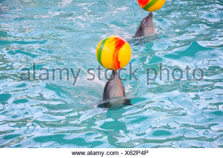 Dolphin playing with balls Stock Photo - Alamy