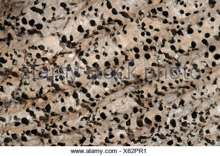 Gribble - Limnoria lignorum Stock Photo: 79932606 - Alamy