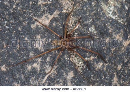 giant European house spider, giant house spider, larger house spider ...