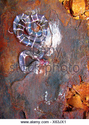 Common Krait, Bungarus caeruleus Stock Photo - Alamy