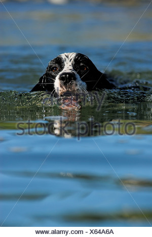 Springer Spaniel swimming in Felker Lake, near Williams Lake, British ...