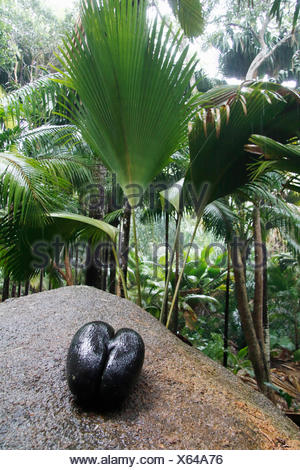 Endemic Seychelles palm tree, Coco de Mer (Lodoicea maldivica Stock ...