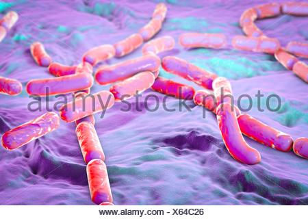 Bacillus cereus bacteria, computer illustration. These are Stock Photo ...