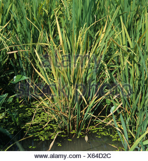 Rice plant infected with tungro virus in a paddy crop Stock Photo - Alamy