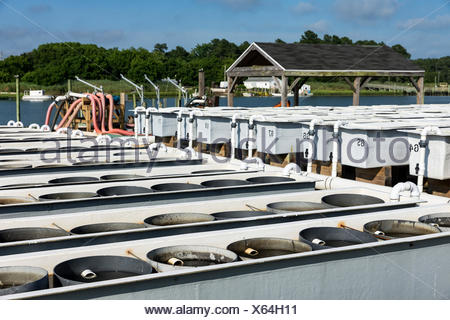 Cherrystone aqua farm hatchery tanks produce clam and oyster Stock ...
