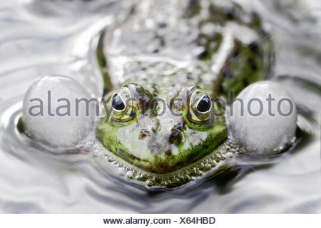 amphibians frog bloated Stock Photo: 114851097 - Alamy