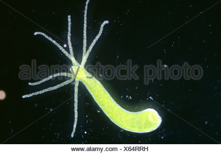 GREEN HYDRA (CHLOROHYDRA VIRIDISSIMA) COLOR IS CAUSED BY ALGAE; IS A ...