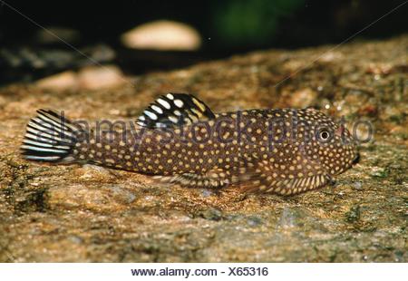 Spotted hillstream loach (Gastromyzon punctulatus Stock Photo: 76041111 ...