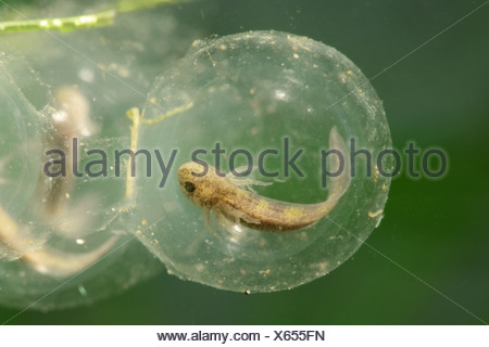 axolotl (Ambystoma mexicanum), egg with translucent larva Stock Photo ...
