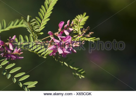 true indigo (Indigofera tinctoria), blooming Stock Photo - Alamy