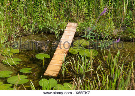 Garden pond with hedgehog's climbing out, rescue possibility in the ...
