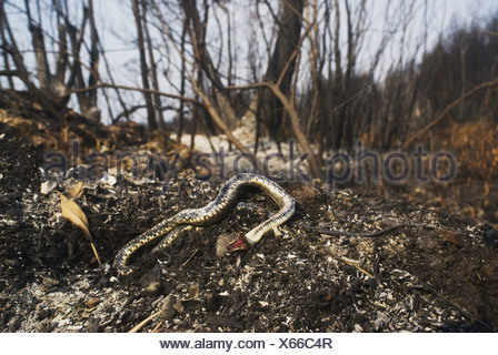 Dead snake, forest fires in primary rainforest, caused by the dry ...