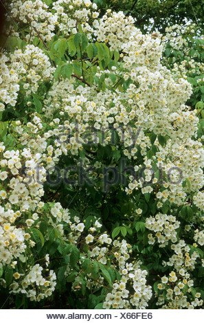 Rosa filipes "Kiftsgate" climbing rose drifting over ornamental Stock ...