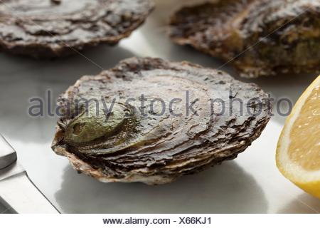 Common oyster / European flat oyster / mud oyster / edible oyster Stock ...