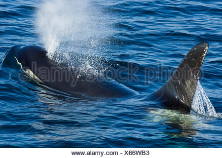 A killer whale sprays water from its blowhole at the water's surface ...
