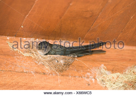 Glossy Swiftlet Collocalia esculenta nesting inside dwelling Cebu Stock ...