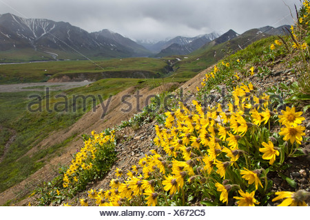 Wildflowers bloom in Denali National Park, Alaska Stock Photo - Alamy
