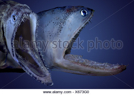 scaly dragonfishes, barbeled dragonfishes (Stomiidae, Stomiatidae Stock ...