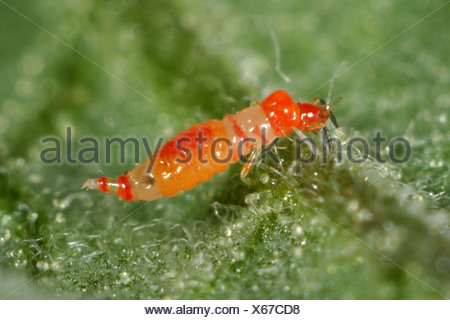Predatory thrips (Franklinothrips vespiformis) larva and adult Stock ...