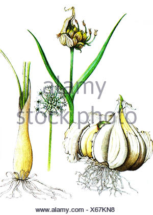 Botanical drawing of garlic Stock Photo - Alamy
