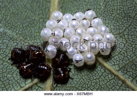 Shield bugs, Stink bug (Pentatomidae), eggs and larvae of a shield ...