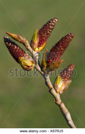 Flower of poplar (Populus nigra Stock Photo: 52859528 - Alamy