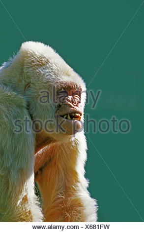 White Gorilla, gorilla gorilla, Male at Barcelona Zoo called Snowflake or Copito de Nieve Stock ...