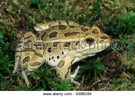 Adult northern leopard frog (Rana pipiens), Alberta, Canada Stock Photo ...