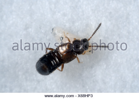 Greenhouse rove beetle Dalotia coriaria predator of flies and fungus ...