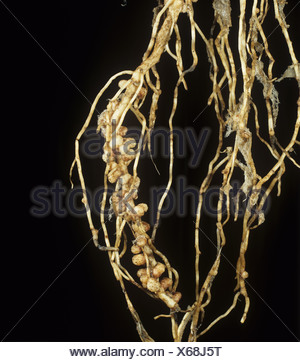 Root nodules with Rhizobium bacteria on the roots of a Garden Pea Stock ...