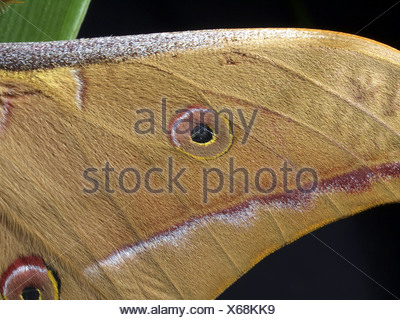 Chinese Oak Tasar Silkmoth (Antheraea pernyi), eating larva Stock Photo ...
