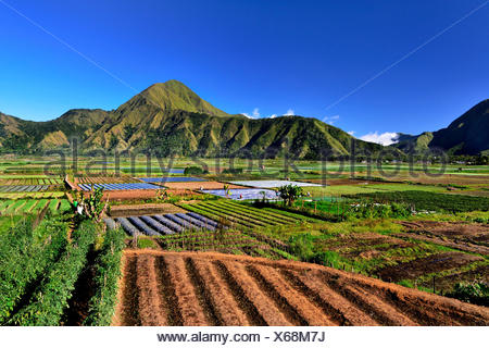 Indonesia, Lombok island, View of Sembalun farm Stock Photo: 74104132 ...