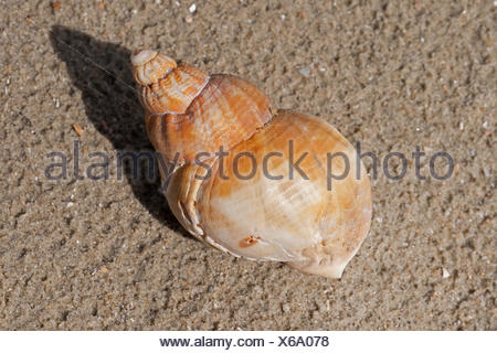 common whelk, edible European whelk, waved whelk, buckie, common Stock ...