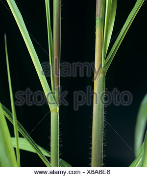 Itch grass or raoulgrass Rottboellia cochinchinensis culm at grass ...