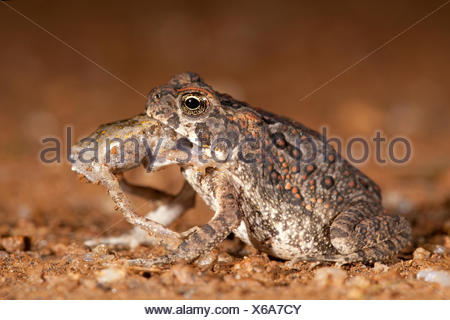 photo of a cane toad eating another juvenile cane toad Stock Photo ...