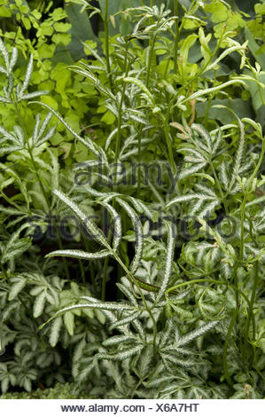 Pteris ensiformis 'Victoriae'. Sword brake an evergreen tender fern ...