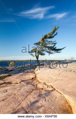 Wind swept pine trees on granite bedrock island among Thirty Thousand ...