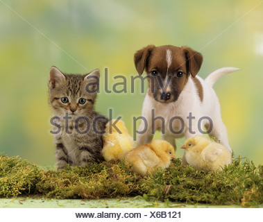 Cat, chicks and Dog Stock Photo - Alamy