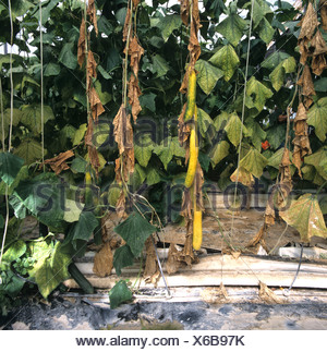 Root rot Pythium sp affecting hydroponically grown cucumbers Stock ...