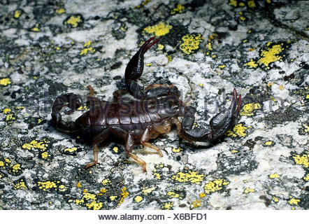 zoology / animals, arachnid, scorpions, Italian Scorpion, (Euscorpius ...