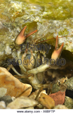 White-clawed crayfish (Austropotamobius pallipes) with signs of ...