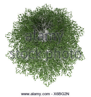top view of silver birch tree isolated on white background Stock Photo ...