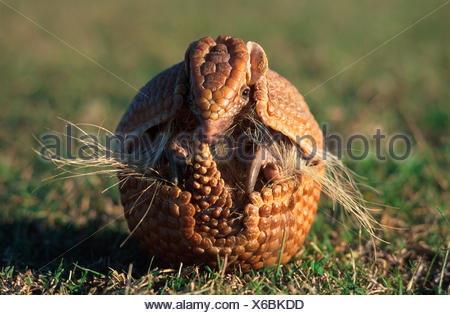 A South American three banded armadillo Stock Photo: 49902976 - Alamy
