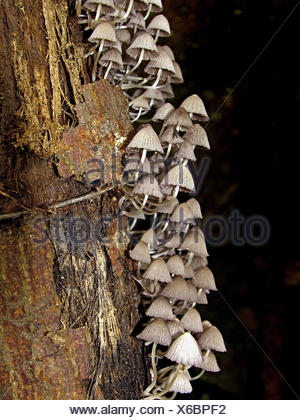 Class: Homobasidiomycetes. Series: Hymenomycetes. Order: Agaricales ...