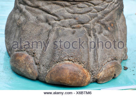 A closeup of an elephant leg and foot Stock Photo: 86726671 - Alamy
