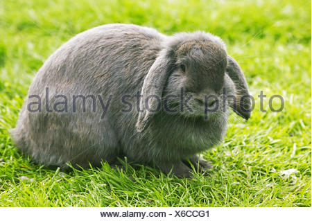 French Lop-eared Rabbit, Adult on Grass Stock Photo - Alamy