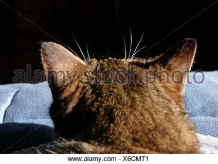 REAR VIEW OF A cat's HEAD Stock Photo: 2349012 - Alamy