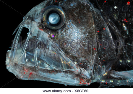 Viperfish (Chauliodus sloani) - deep sea specimen from Portugal Stock ...
