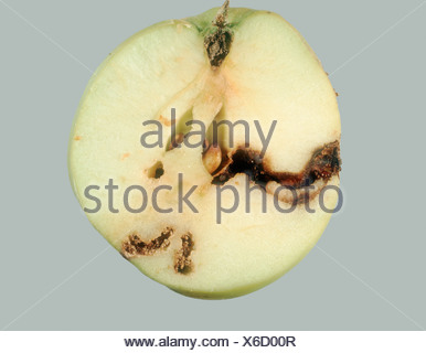 Codling moth pest damage in apple, view inside cut fruit, isolated on ...