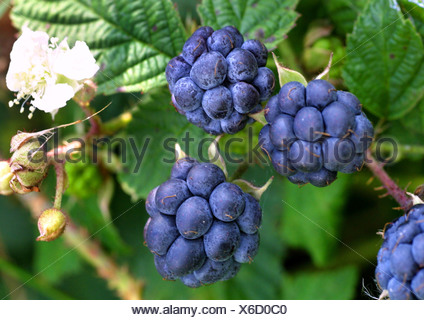 European dewberry (Rubus caesius), mature fruits Stock Photo - Alamy